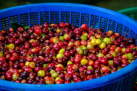 Harga Kopi Robusta Melonjak, Pesanan Meningkat
