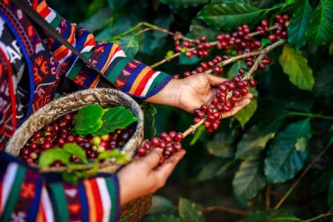 Saatnya Petani Gembira Memetik Tebalnya ”Cuan” Kopi Robusta