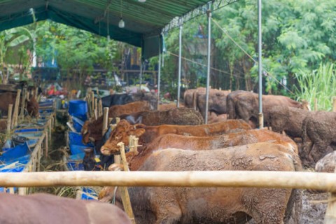 Penjualan Sapi Bima di Jakarta